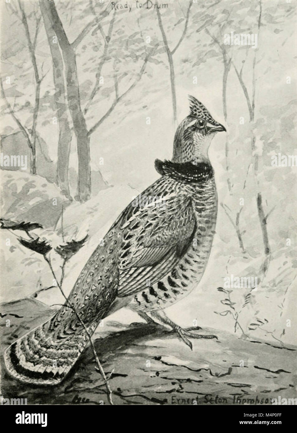 Bird-life; a guide to the study of our common birds (1899) (20374911182 ...