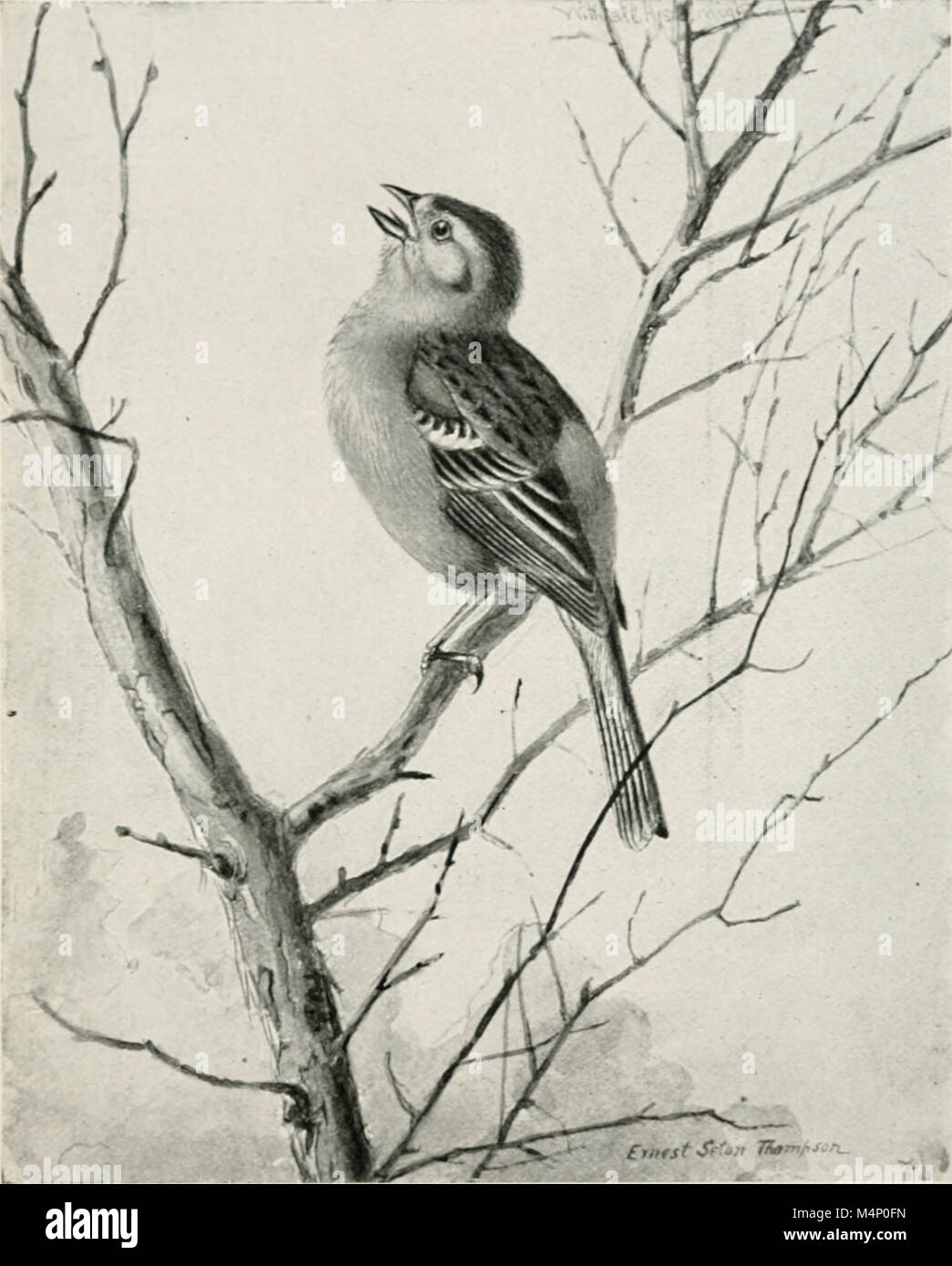 *Bird-life* (1899) provides a comprehensive guide for identifying and ...