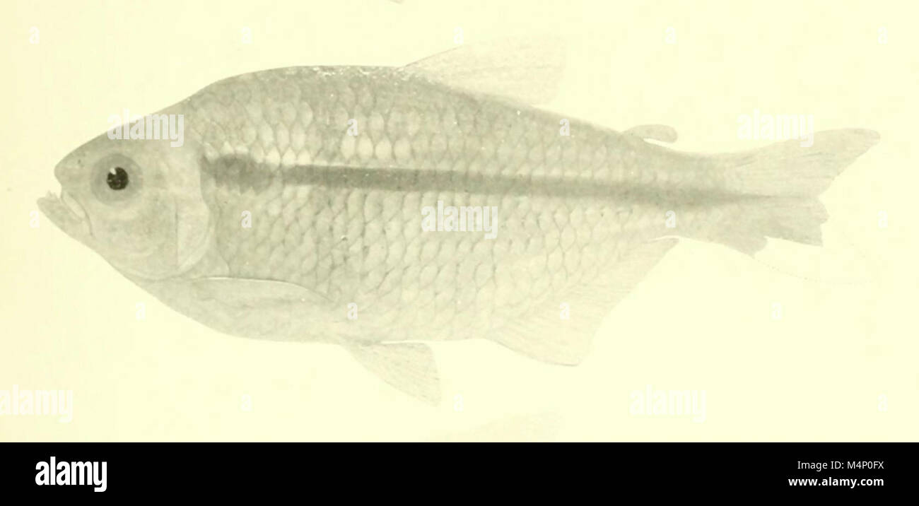 Astyanax bimaculatus hi-res stock photography and images - Alamy