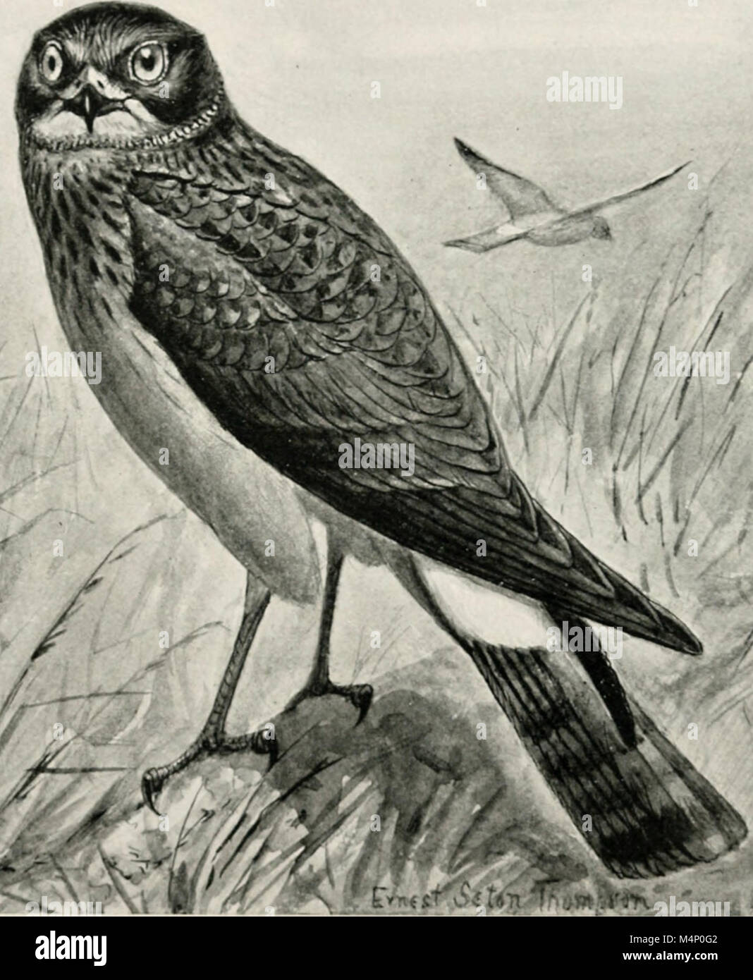 Bird-life; a guide to the study of our common birds (1899) (20383486405 ...