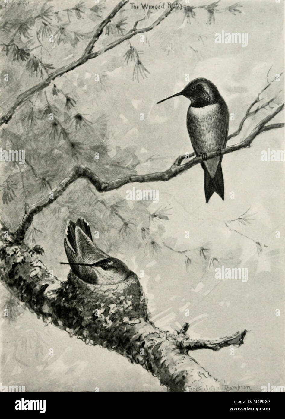 'Bird-life' (1899) serves as a guide to identifying and studying common ...