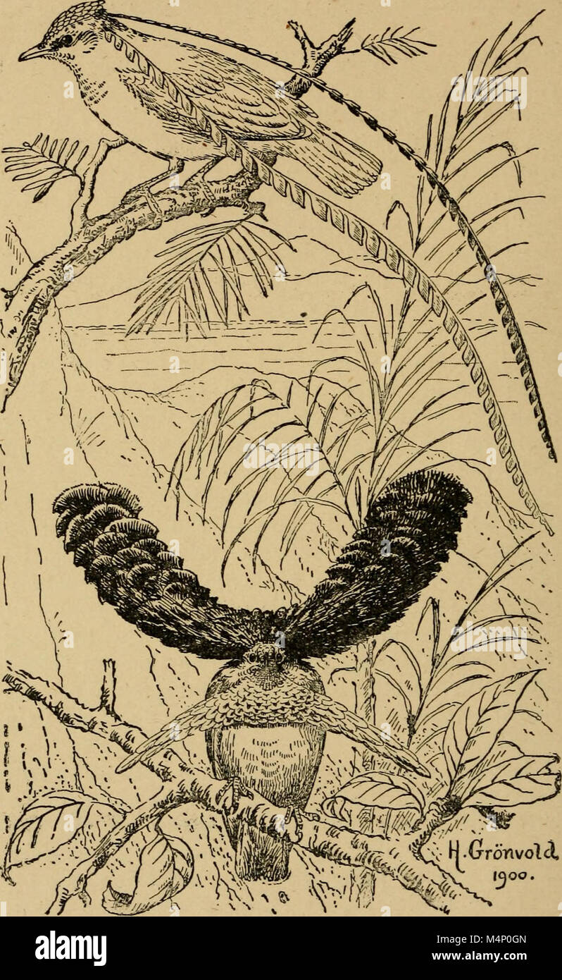 *Bird-Life* (1899) focuses on the study of bird species, their ...