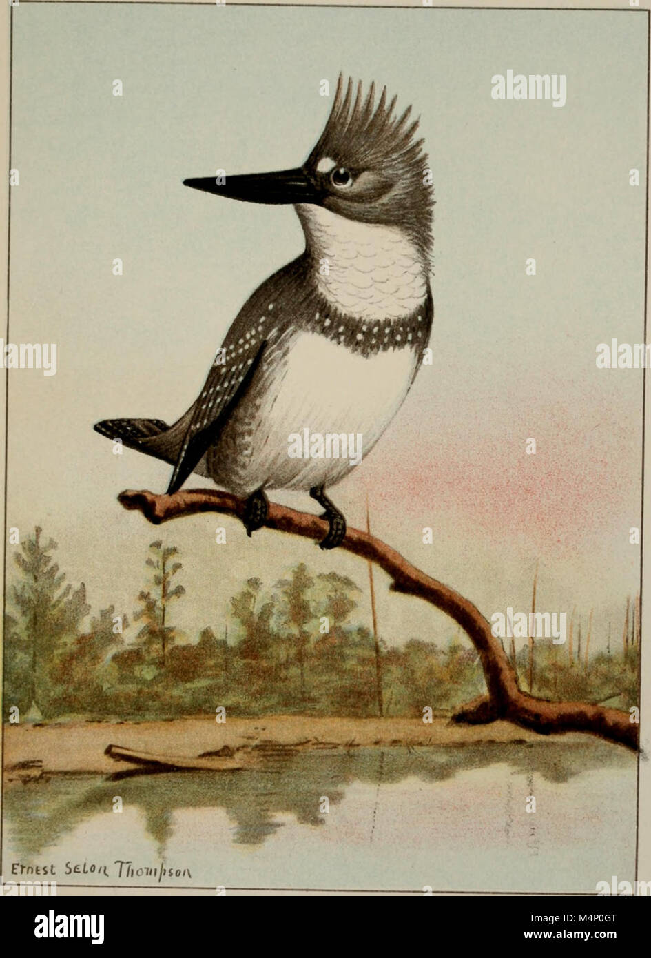 Bird-life - a guide to the study of our common birds (1900 ...