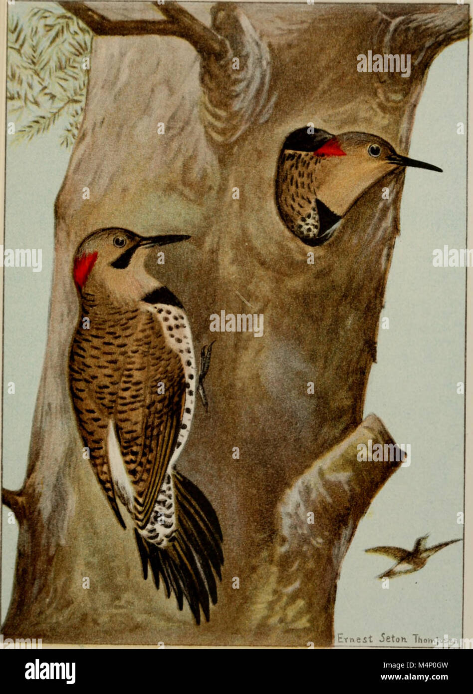 'Bird-Life' (1900) serves as a comprehensive guide to the study of ...