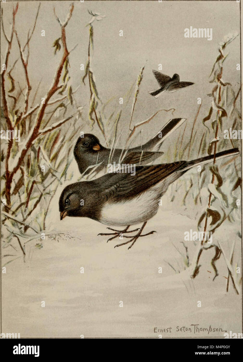 Bird-life - a guide to the study of our common birds (1900 ...