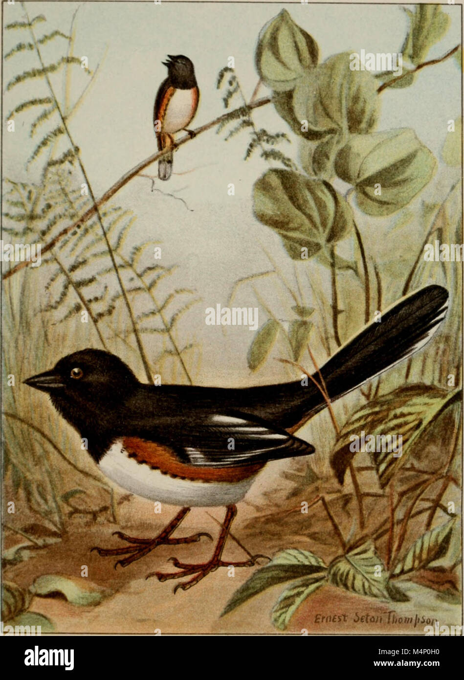 Bird-life (1900) is a guide to the study of common birds, providing ...