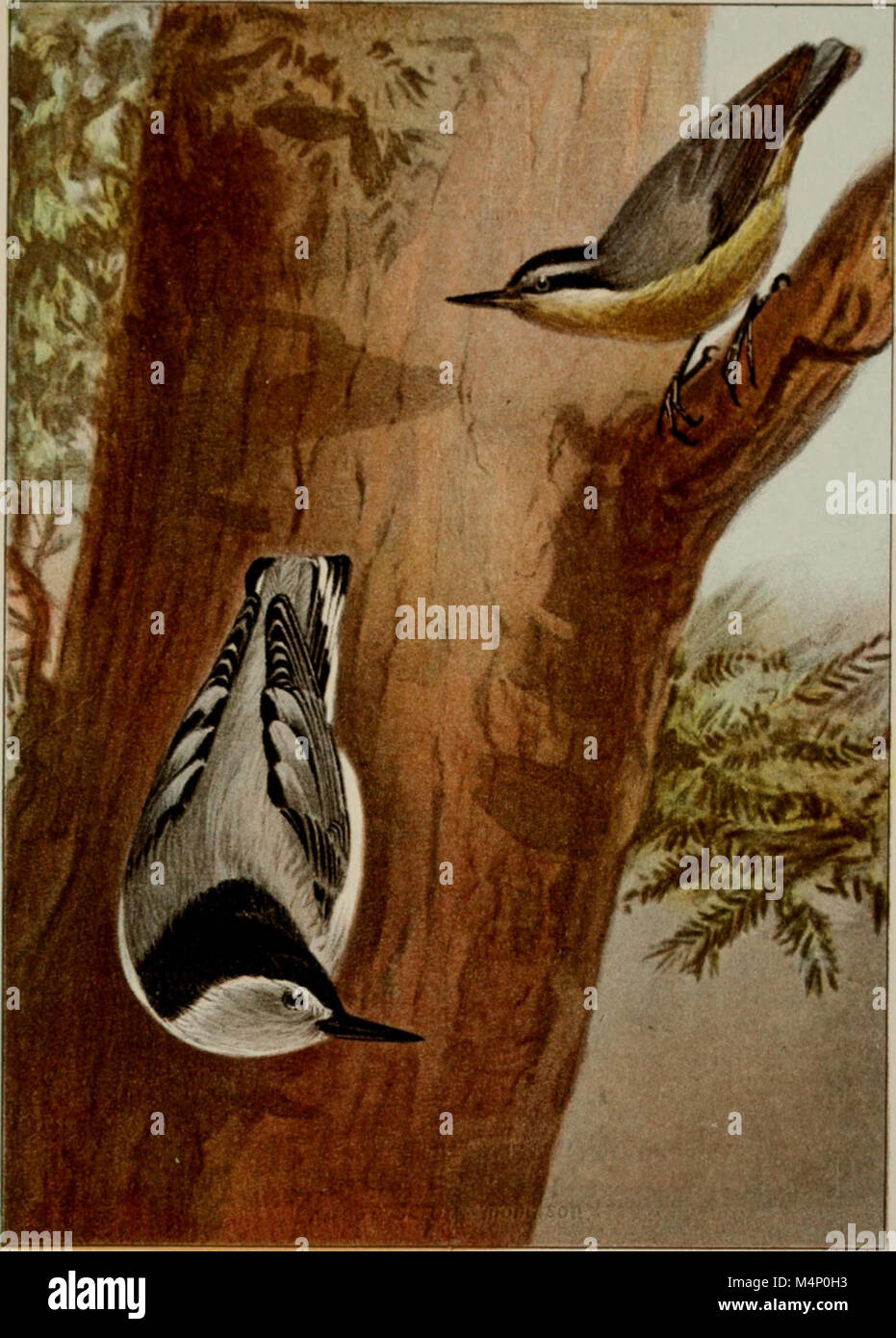 'Bird-Life' (1900) serves as a comprehensive guide for studying common ...