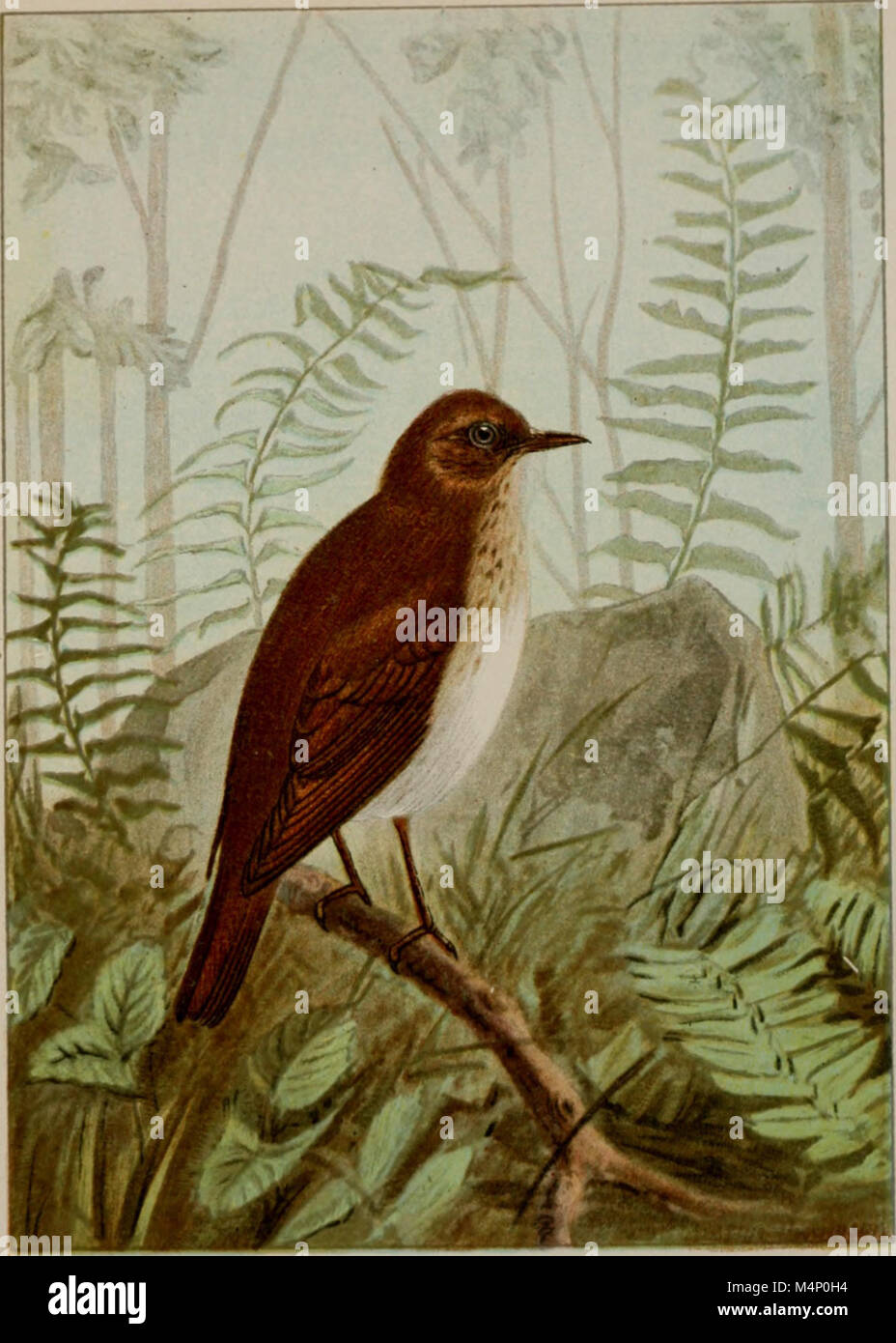 Bird-Life, published in 1900, is a guide to identifying and studying ...