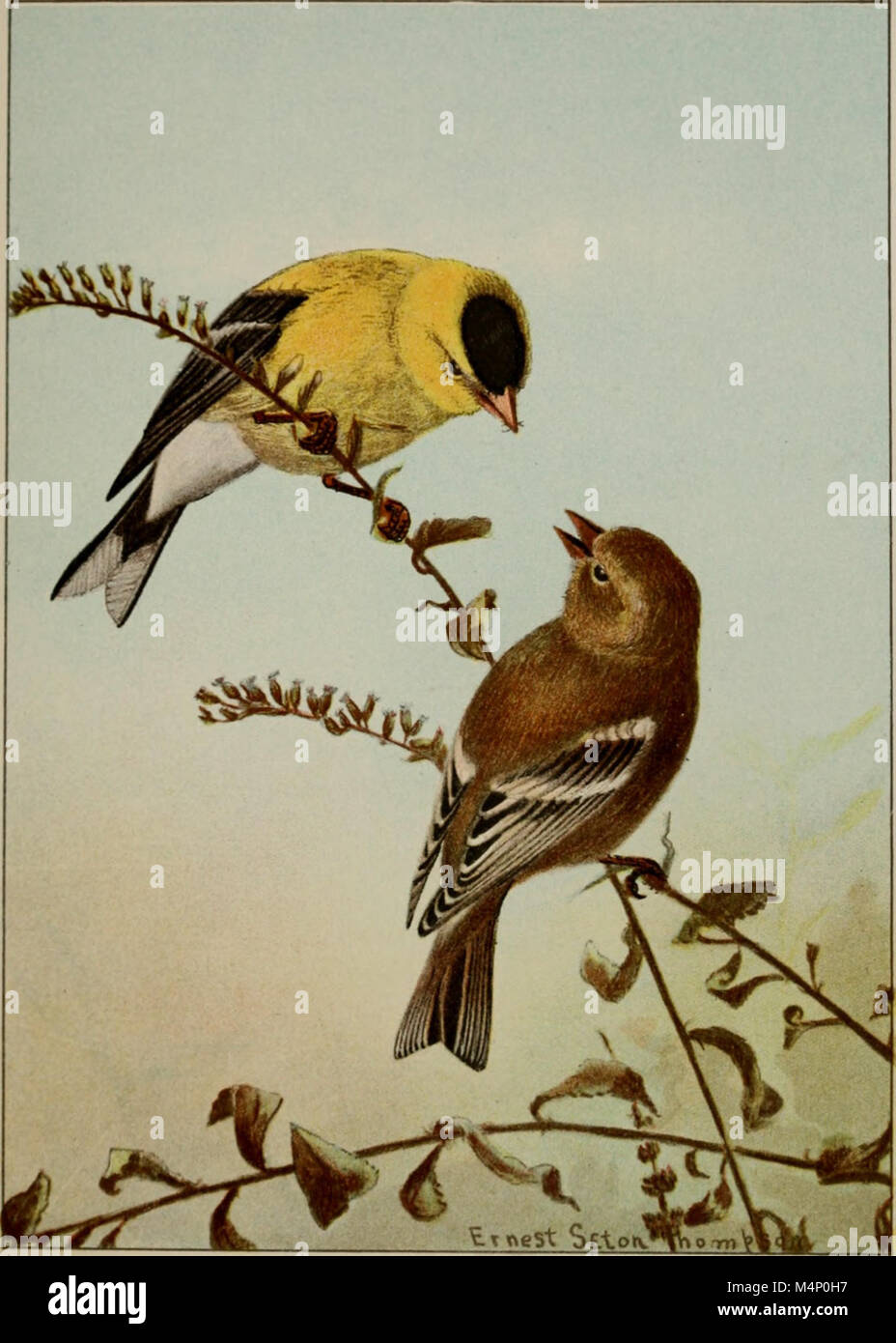 This 1900 guide provides valuable information for birdwatching ...