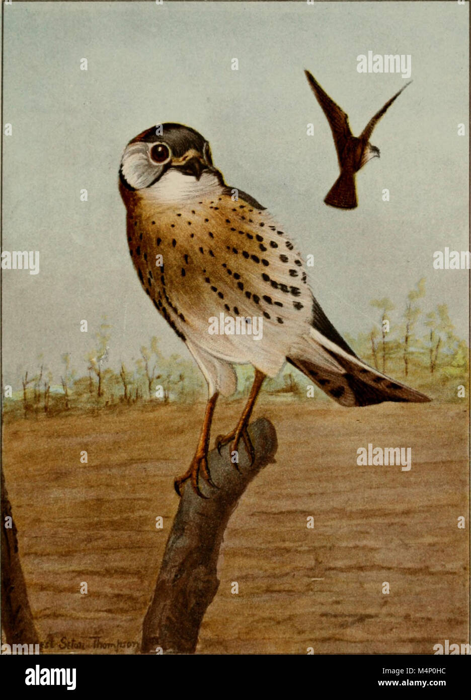 'Bird-Life' (1900) is a guide to identifying and studying common bird ...