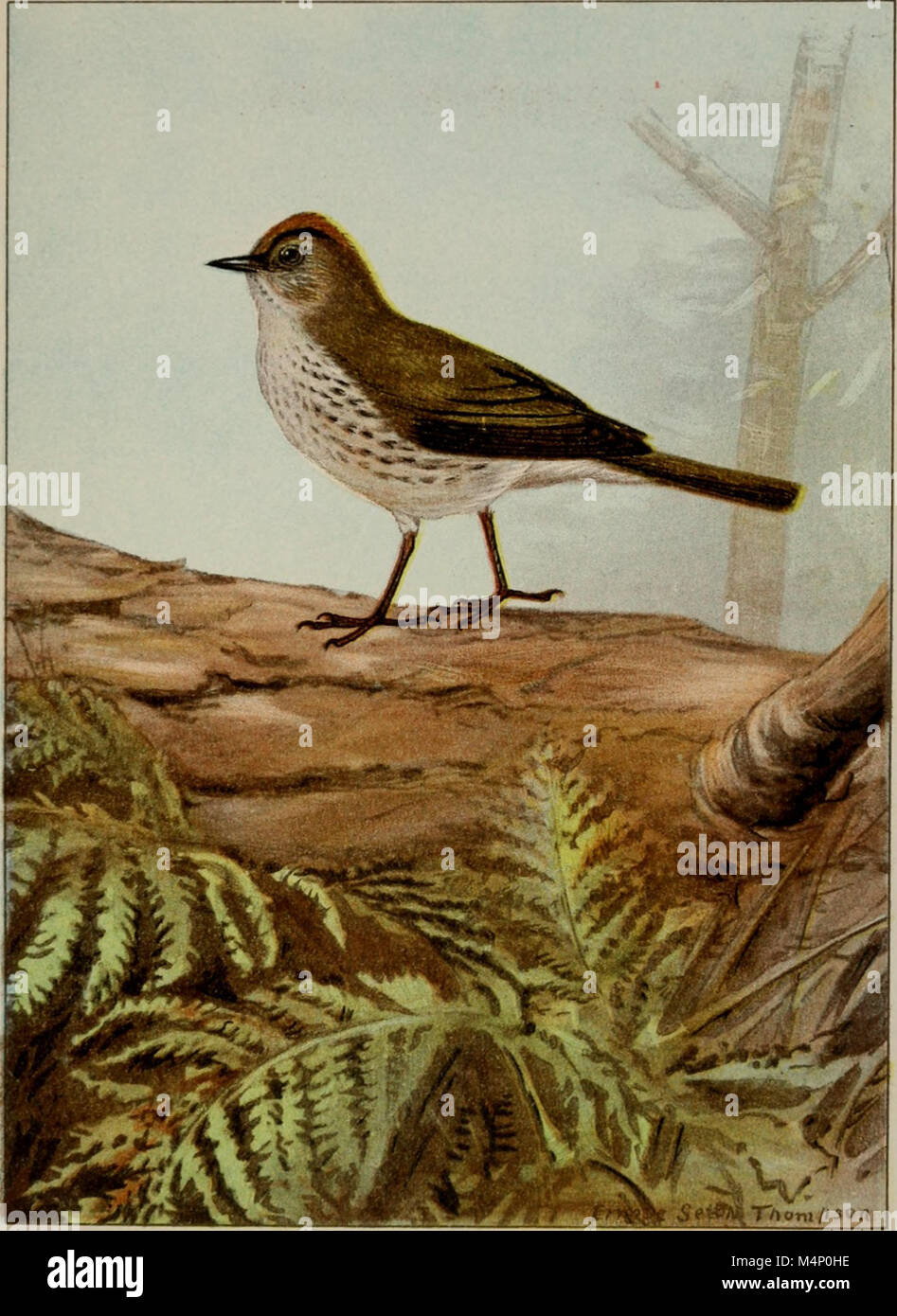 'Bird-life' (1900) provides a comprehensive guide for studying common ...
