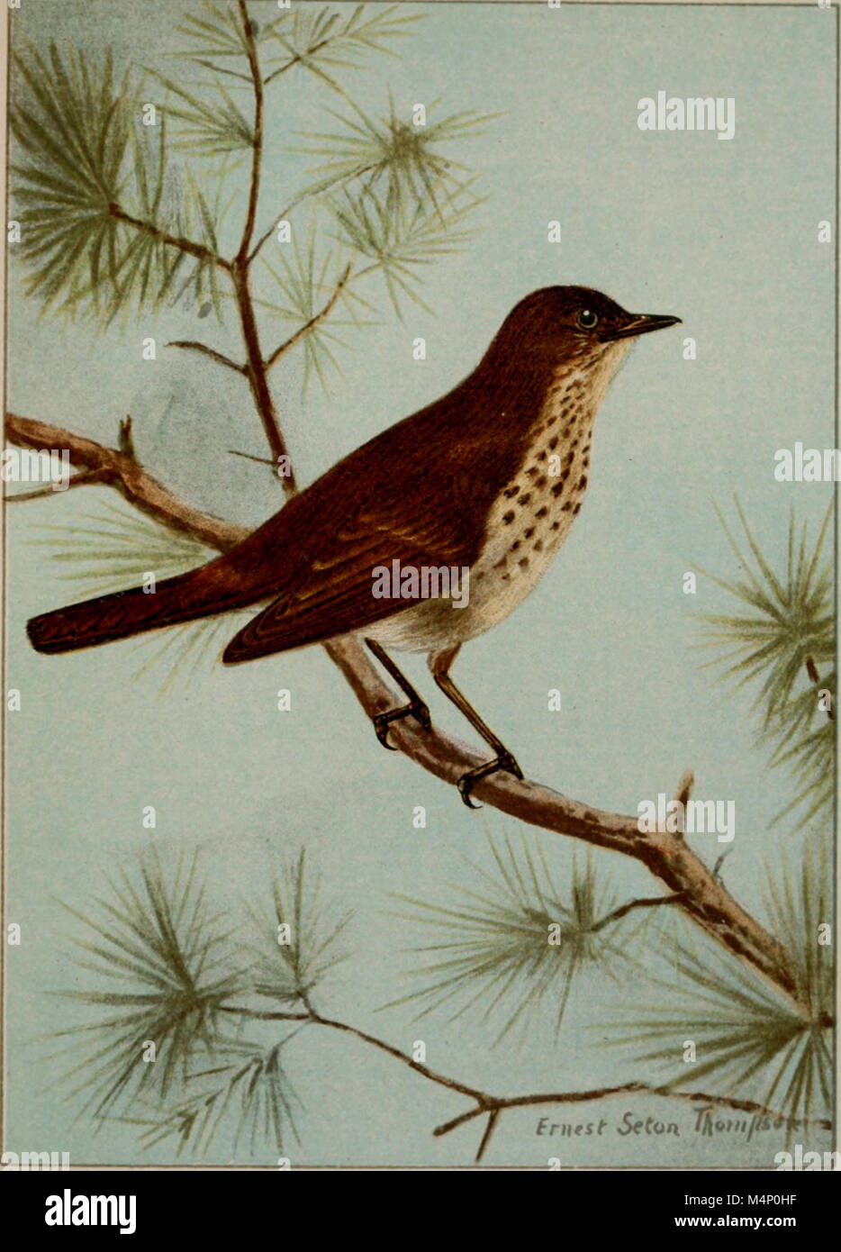'Bird-Life' (1900) is a comprehensive guide to identifying and studying ...