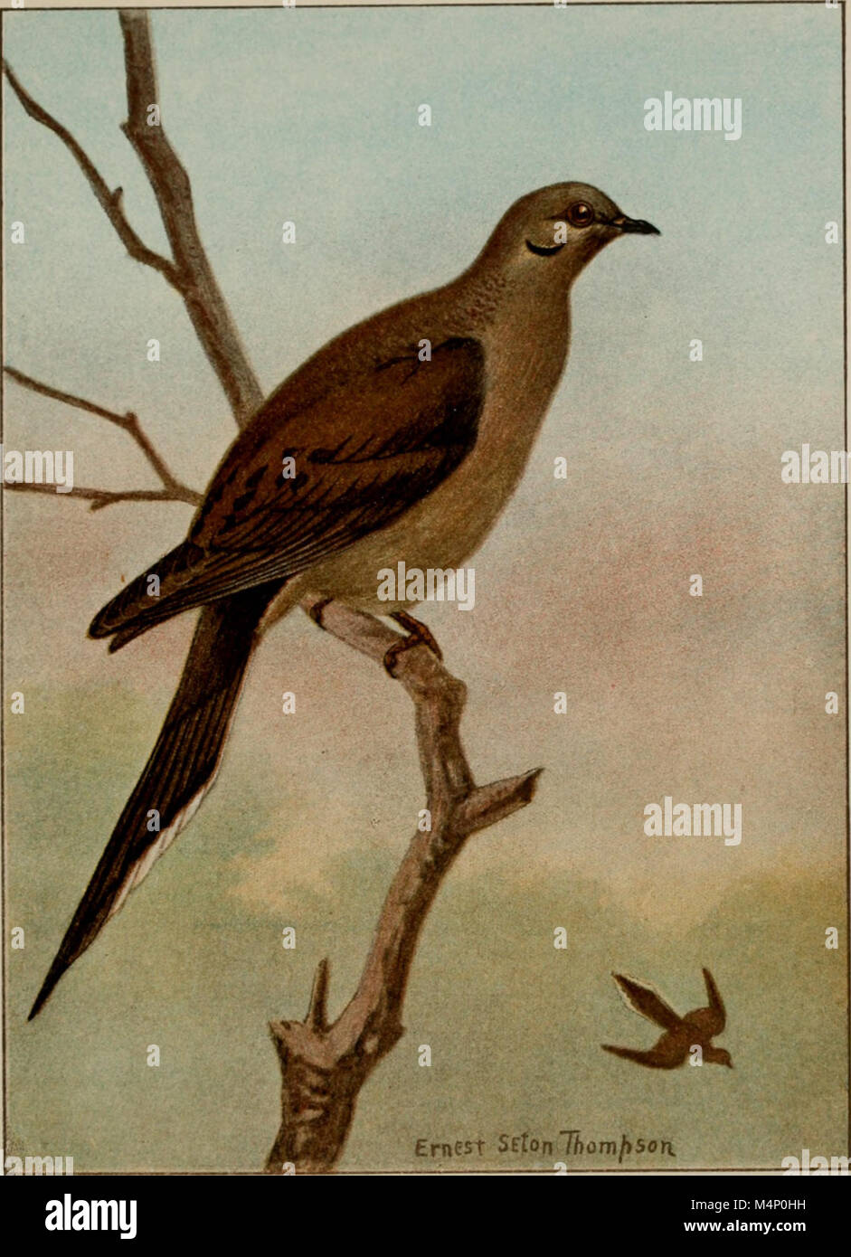Bird-life, published in 1900, serves as a guide to understanding common ...