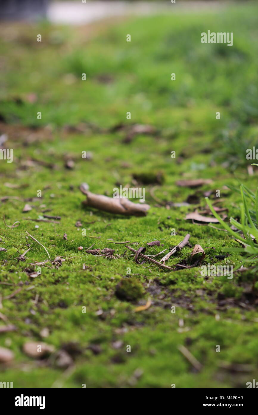 flowers in focus Stock Photo - Alamy