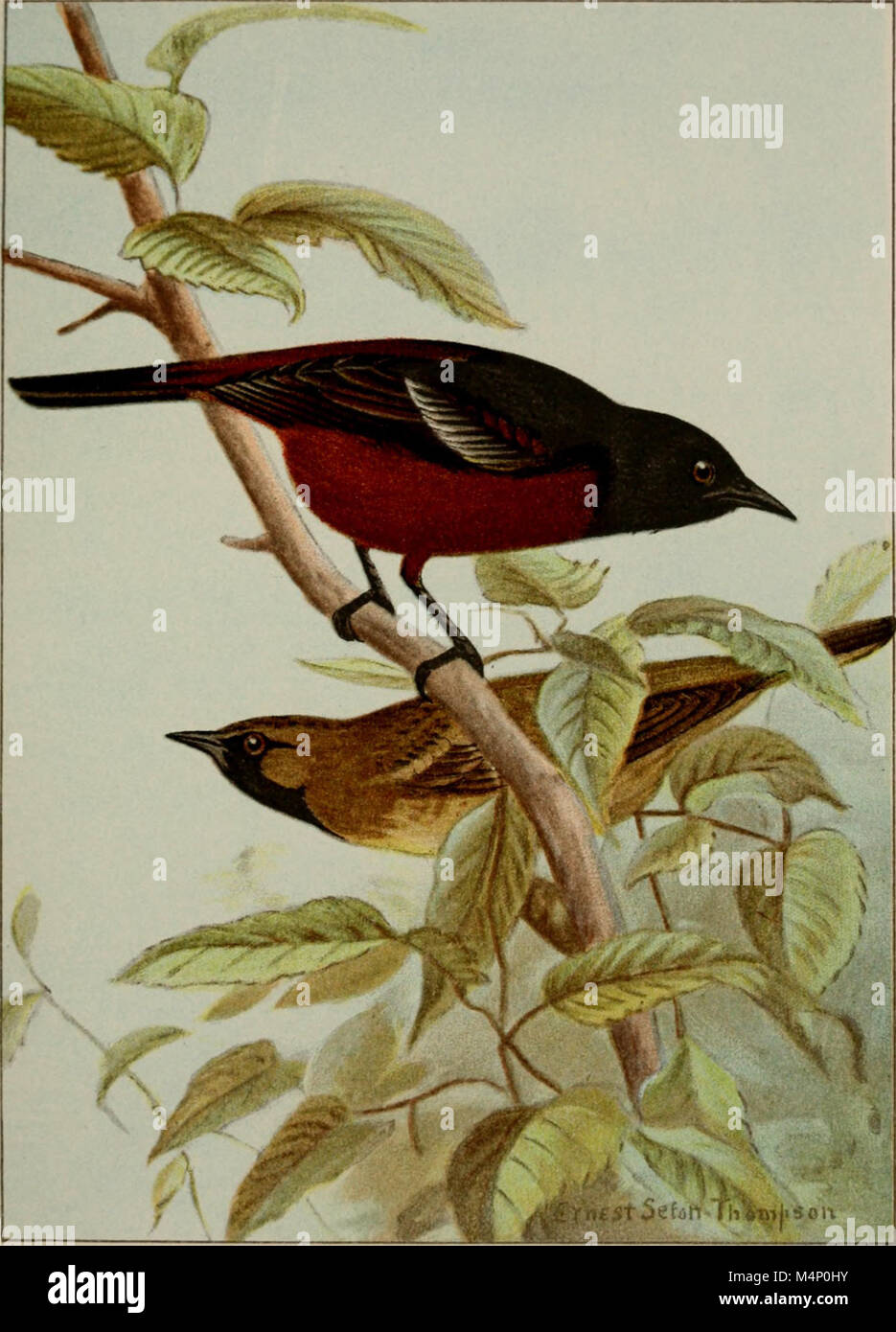 This 1900 guide to bird-life offers information on the identification ...