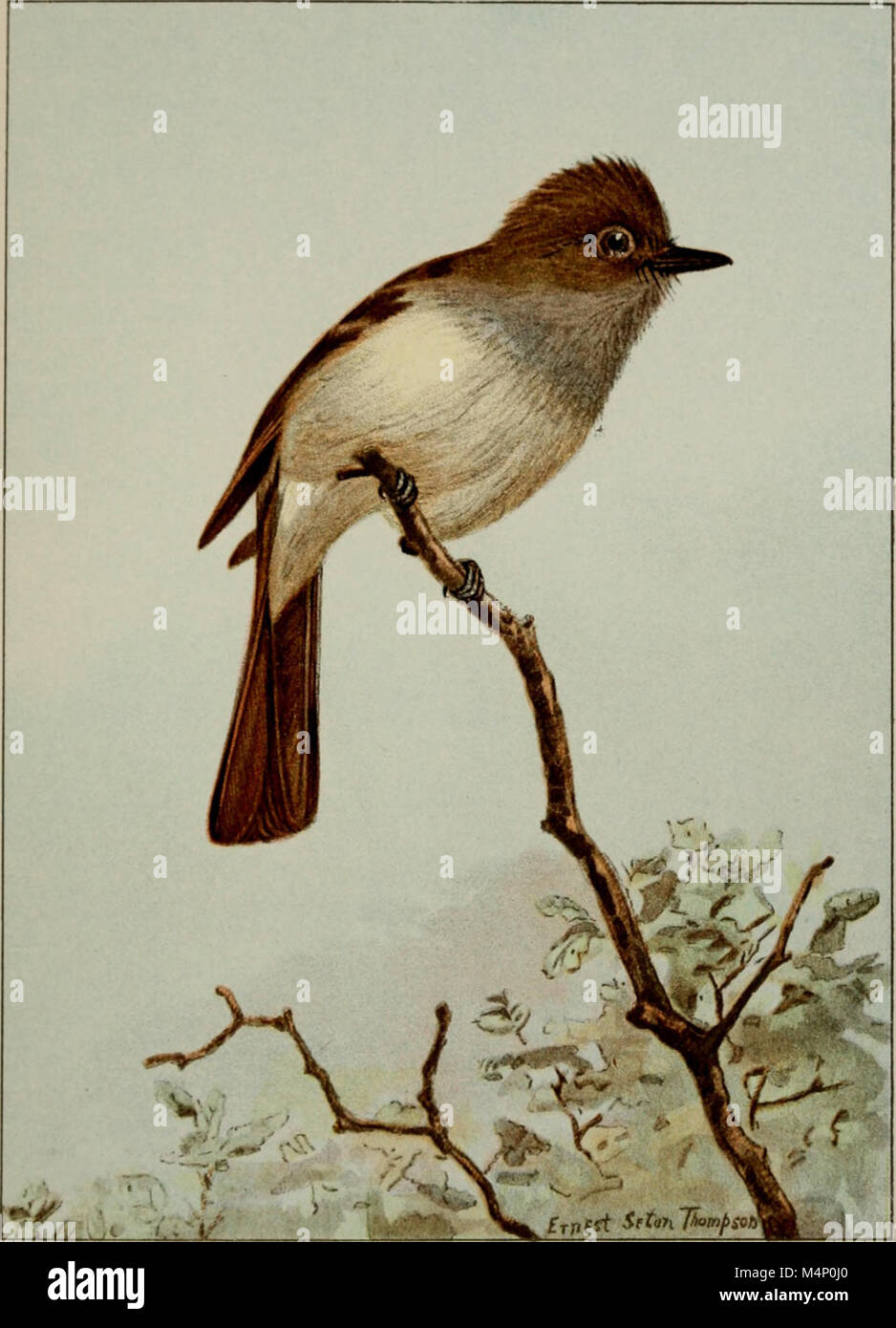 *Bird-Life* (1900) is a guide to the identification and study of common ...