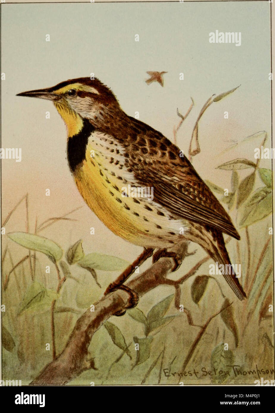 'Bird-Life' (1900) serves as a comprehensive guide to identifying and ...
