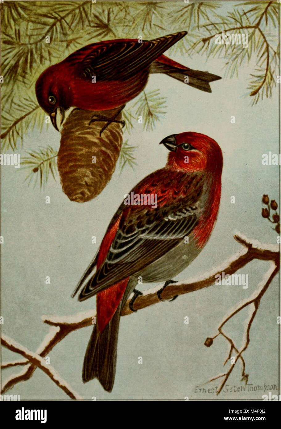 Bird-life - a guide to the study of our common birds (1900 ...