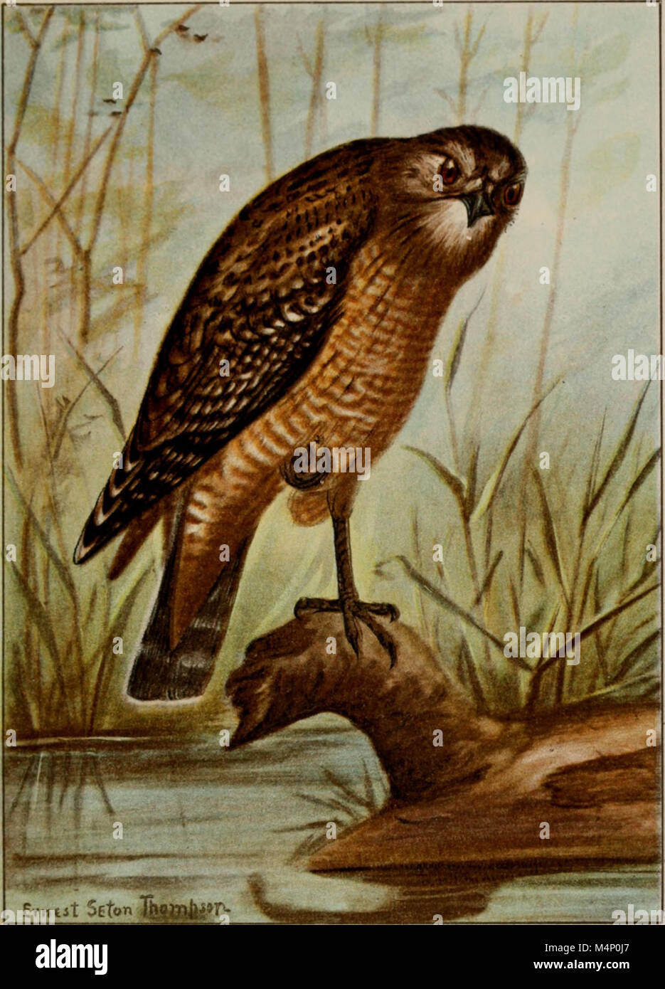 Bird-life - a guide to the study of our common birds (1900 ...