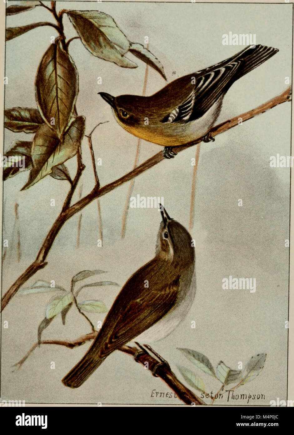 Bird-life - a guide to the study of our common birds (1900 ...