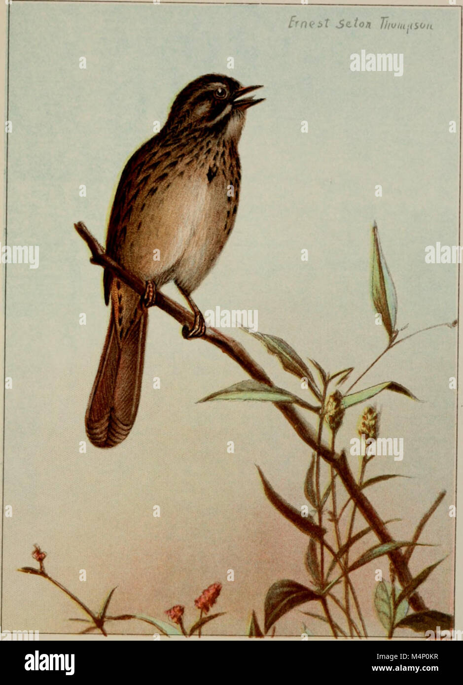 'Bird-life' (1900) is a comprehensive guide to the study of common bird ...