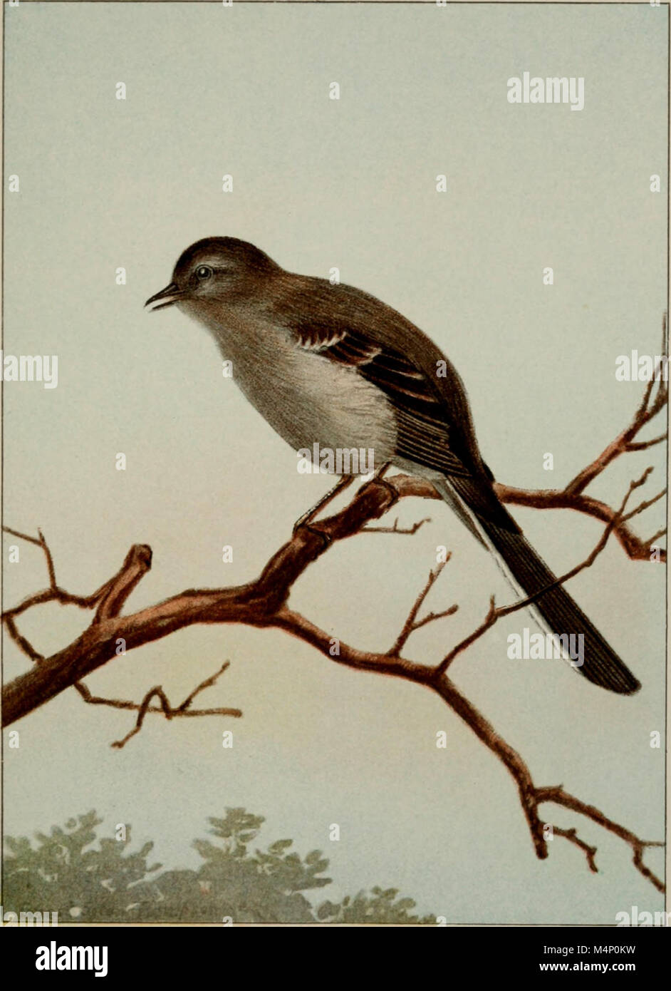 Bird-life - a guide to the study of our common birds (1900 ...