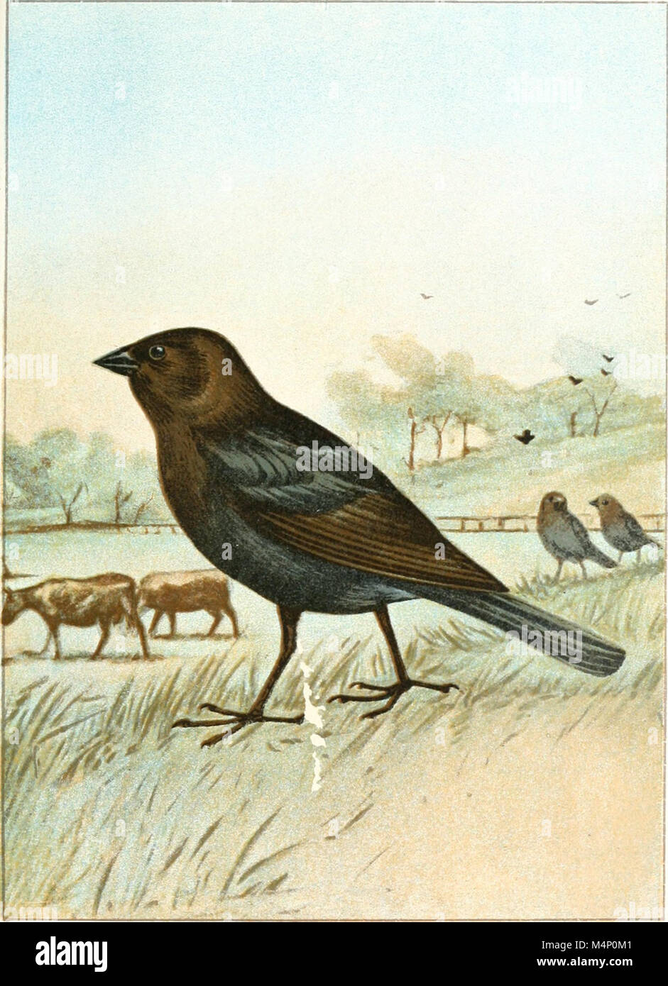 This 1901 guide provides detailed information about common bird species ...