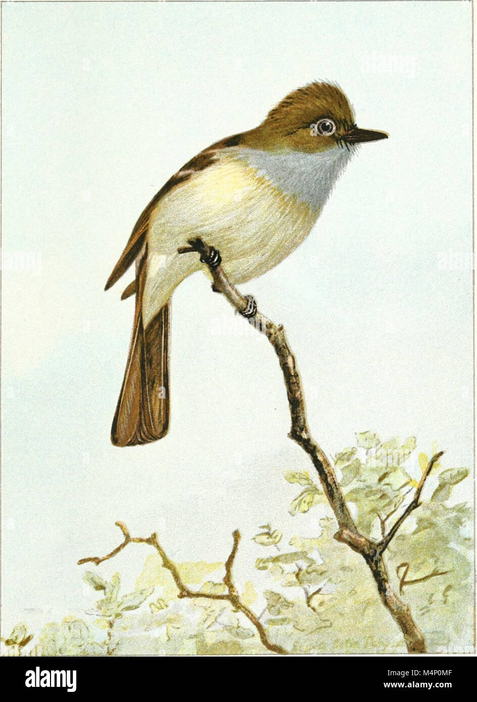Bird-life - a guide to the study of our common birds (1901 ...