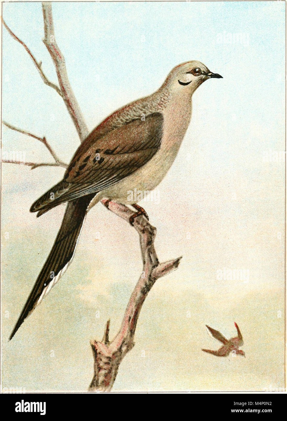 This 1901 guide provides an introduction to studying common bird ...
