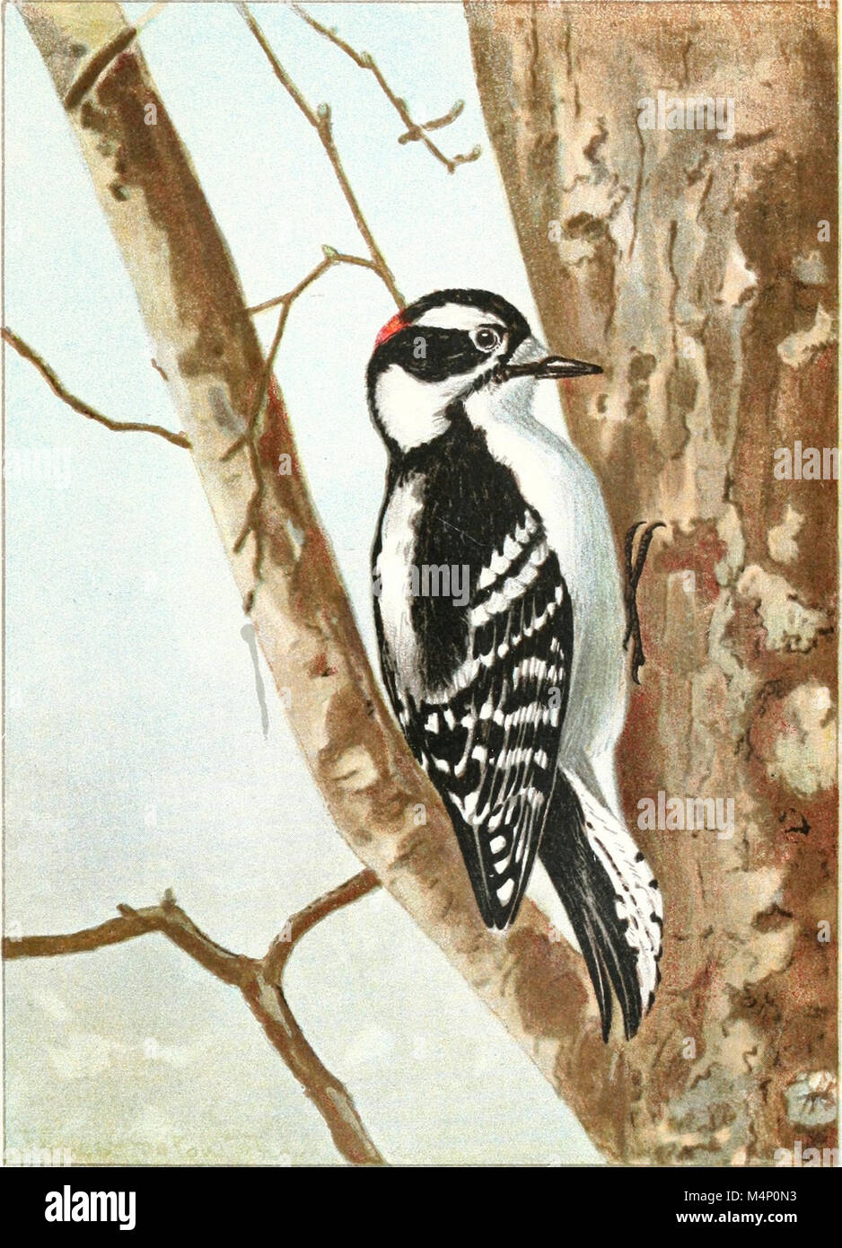 'Bird-life' (1901) serves as a guide to the study of common bird ...