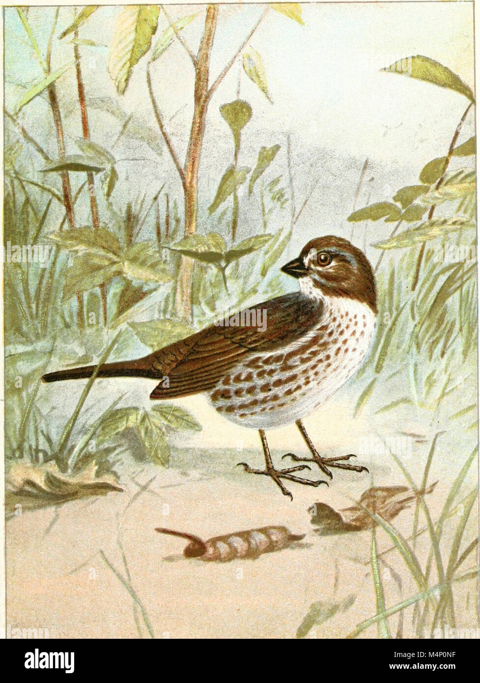 Bird-life - a guide to the study of our common birds (1901 ...
