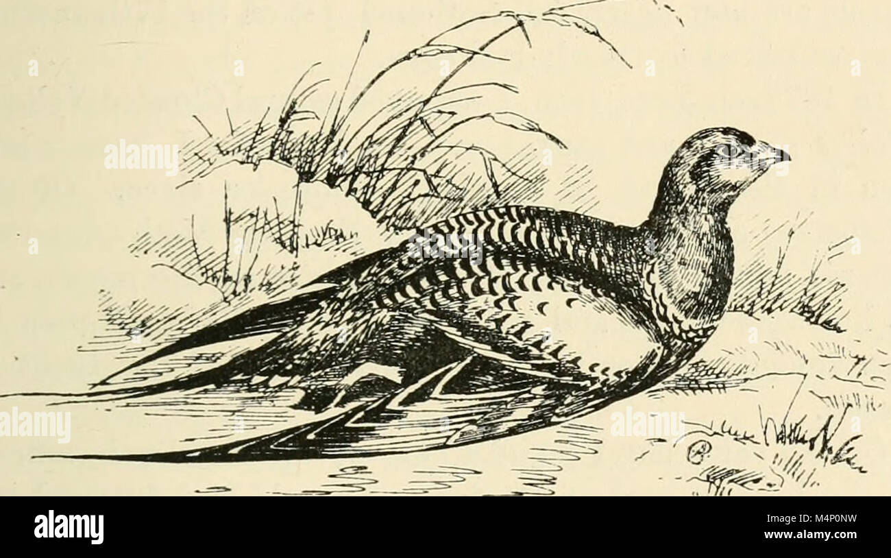 Published in 1889, this book documents bird species and natural history ...