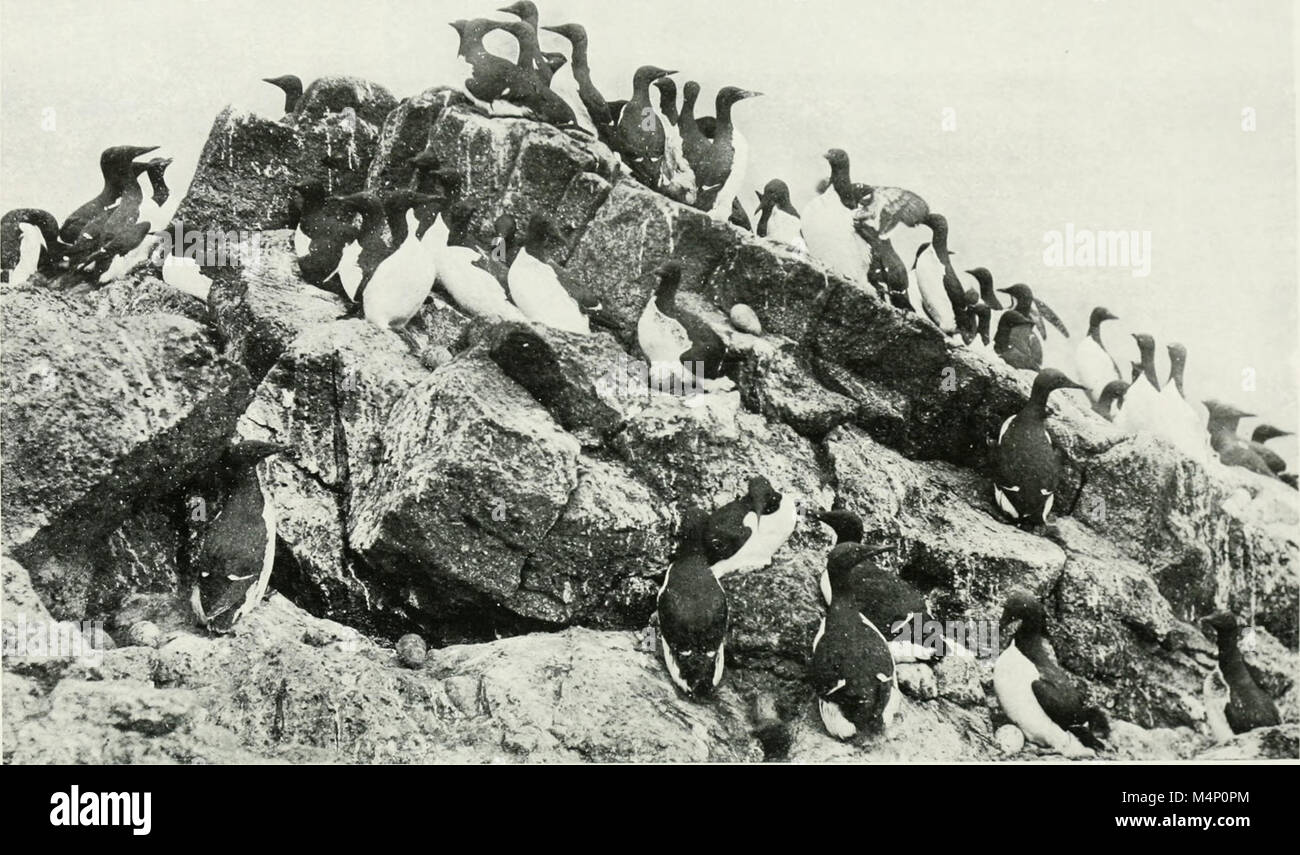 Bird-Lore, published in 1901, was a journal dedicated to the study of ...