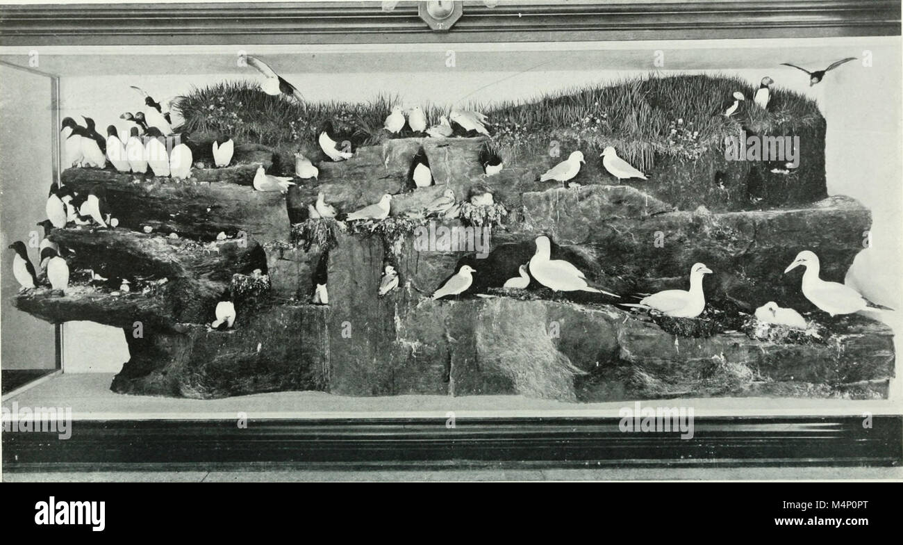 'Bird-lore' (1901) is a journal focusing on bird conservation, species ...