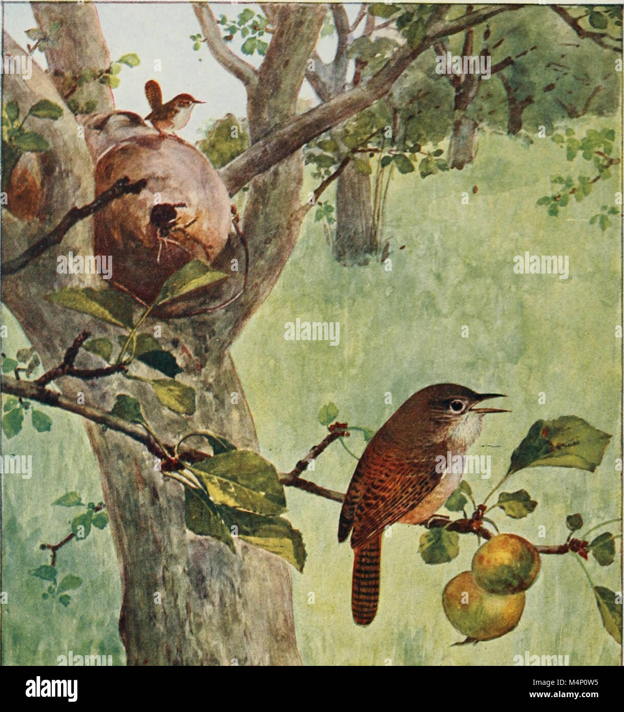 Bird-lore (1909) (14726677586 Stock Photo - Alamy