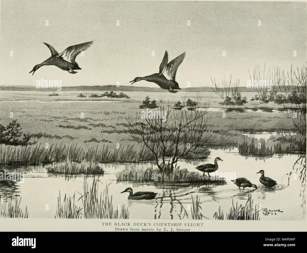 'Bird-lore' (1909) is a publication that provides information on birds ...