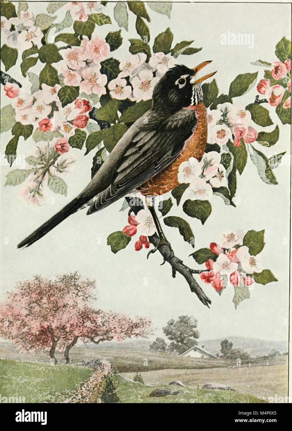 Bird-lore (1910) (14568761859 Stock Photo - Alamy
