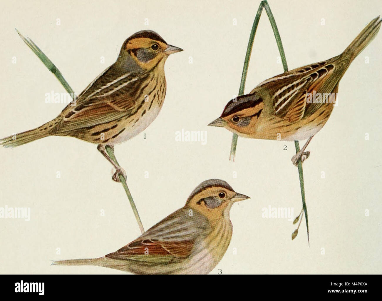 Bird-lore (1910) (14732377636 Stock Photo - Alamy