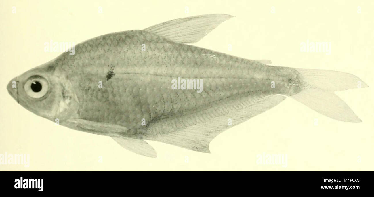 The *Annals of the Carnegie Museum* features a study on *Phenacogaster ...