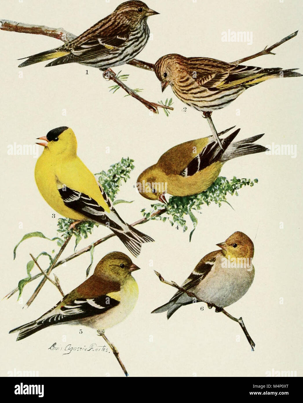 Bird-lore (1910) includes research on avian species, their behavior ...