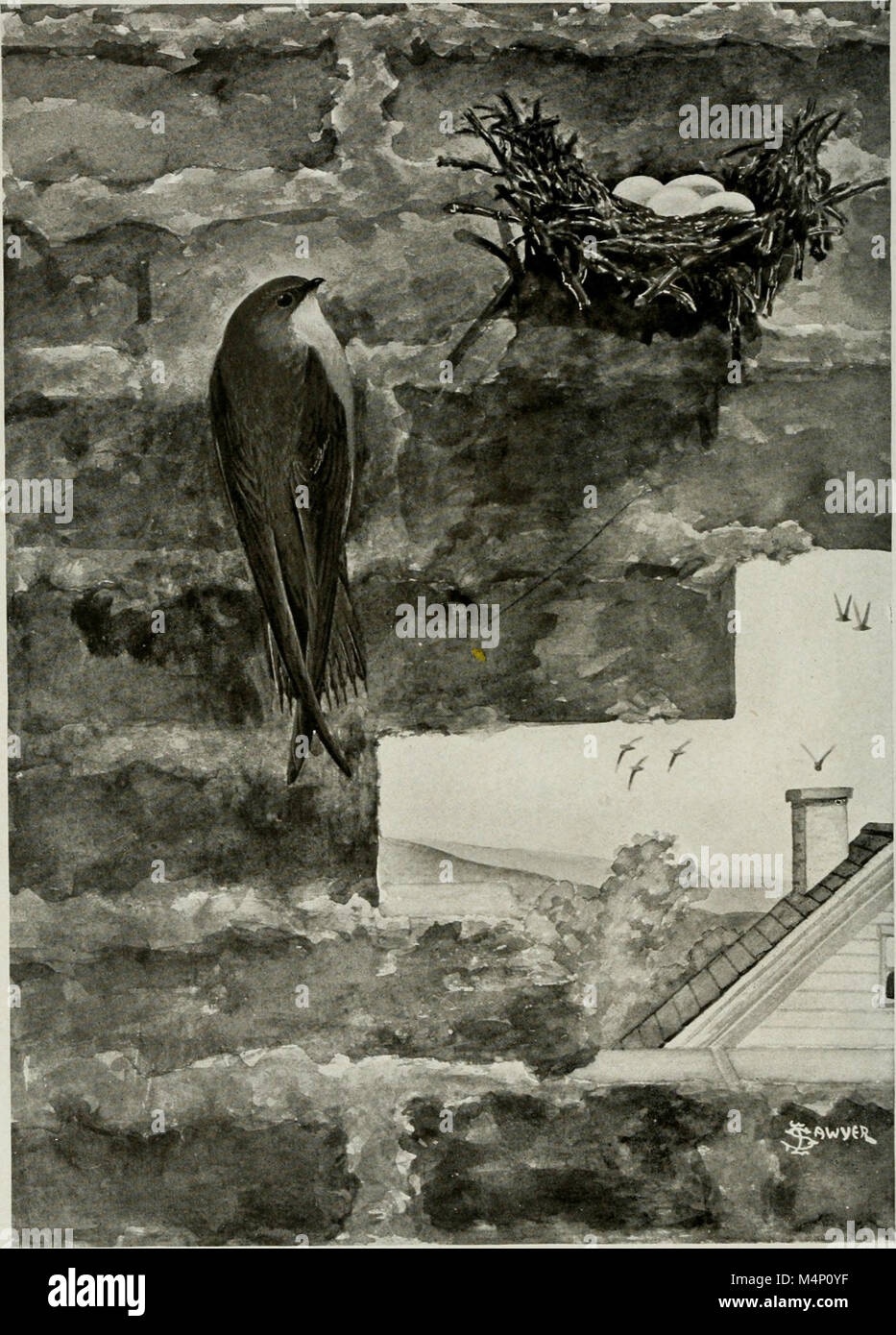 Bird-lore (1911) (14568688438 Stock Photo - Alamy