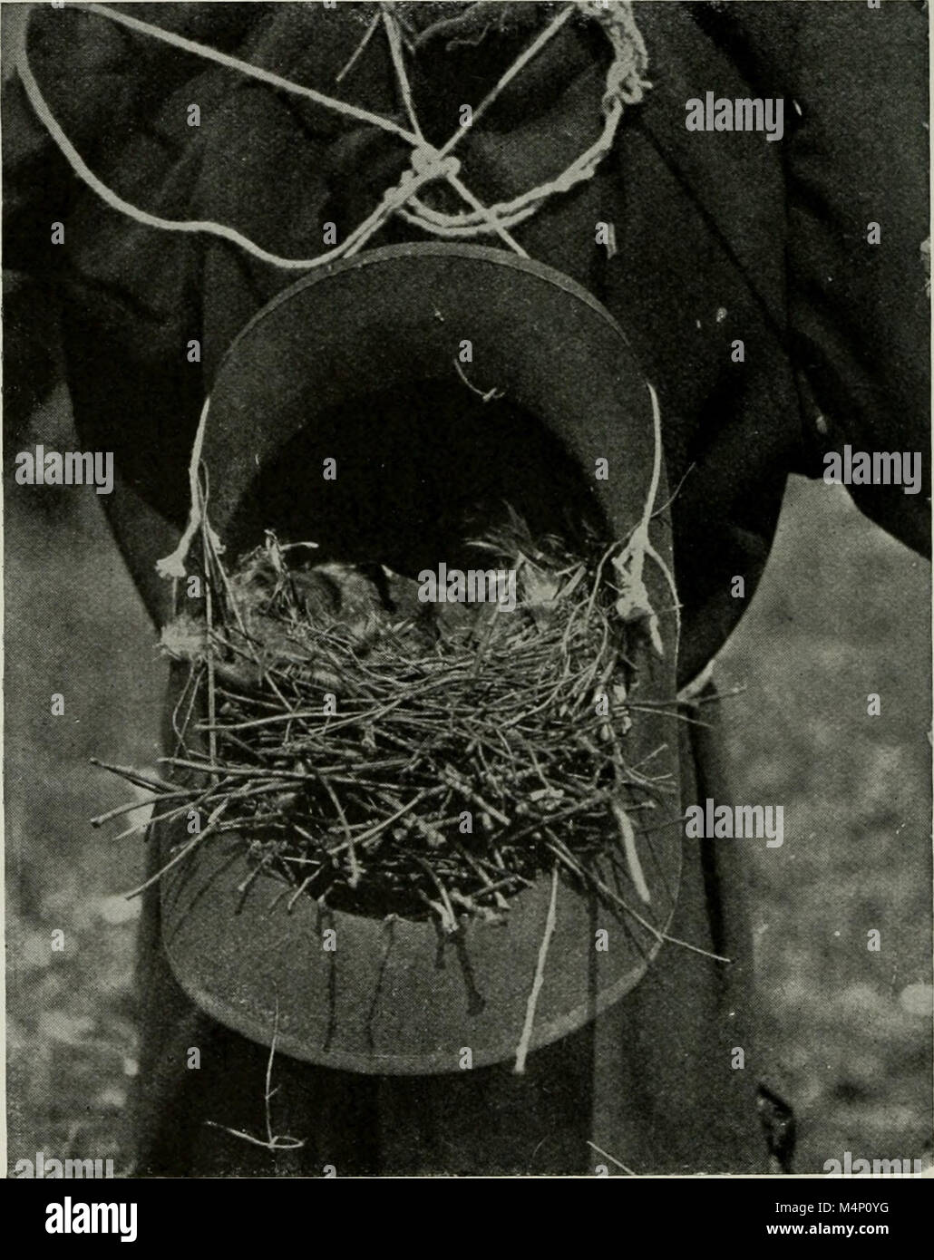 Bird-lore (1911) (14568693198 Stock Photo - Alamy