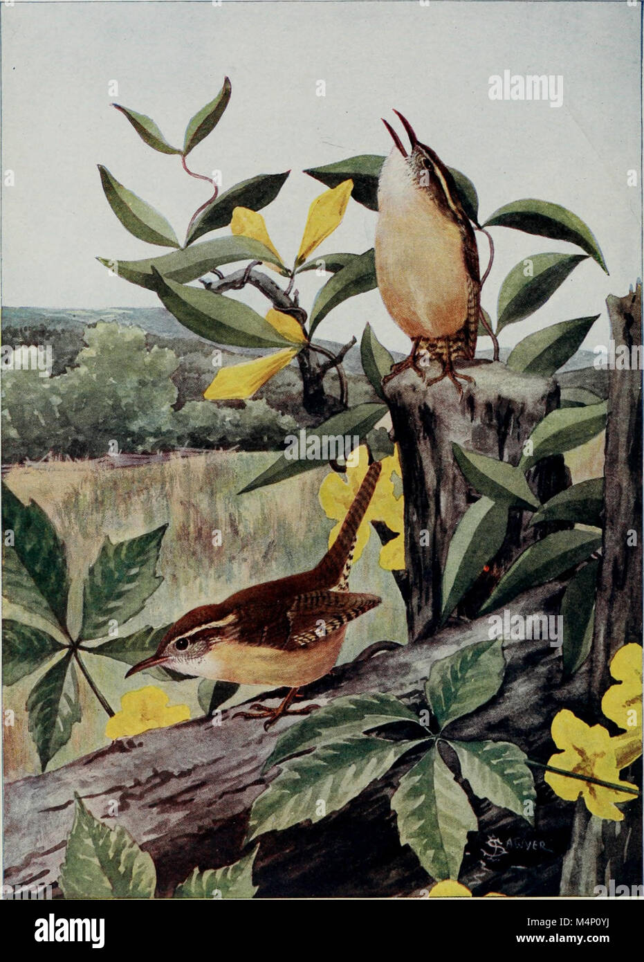 Bird-lore (1911) (14568903167 Stock Photo - Alamy