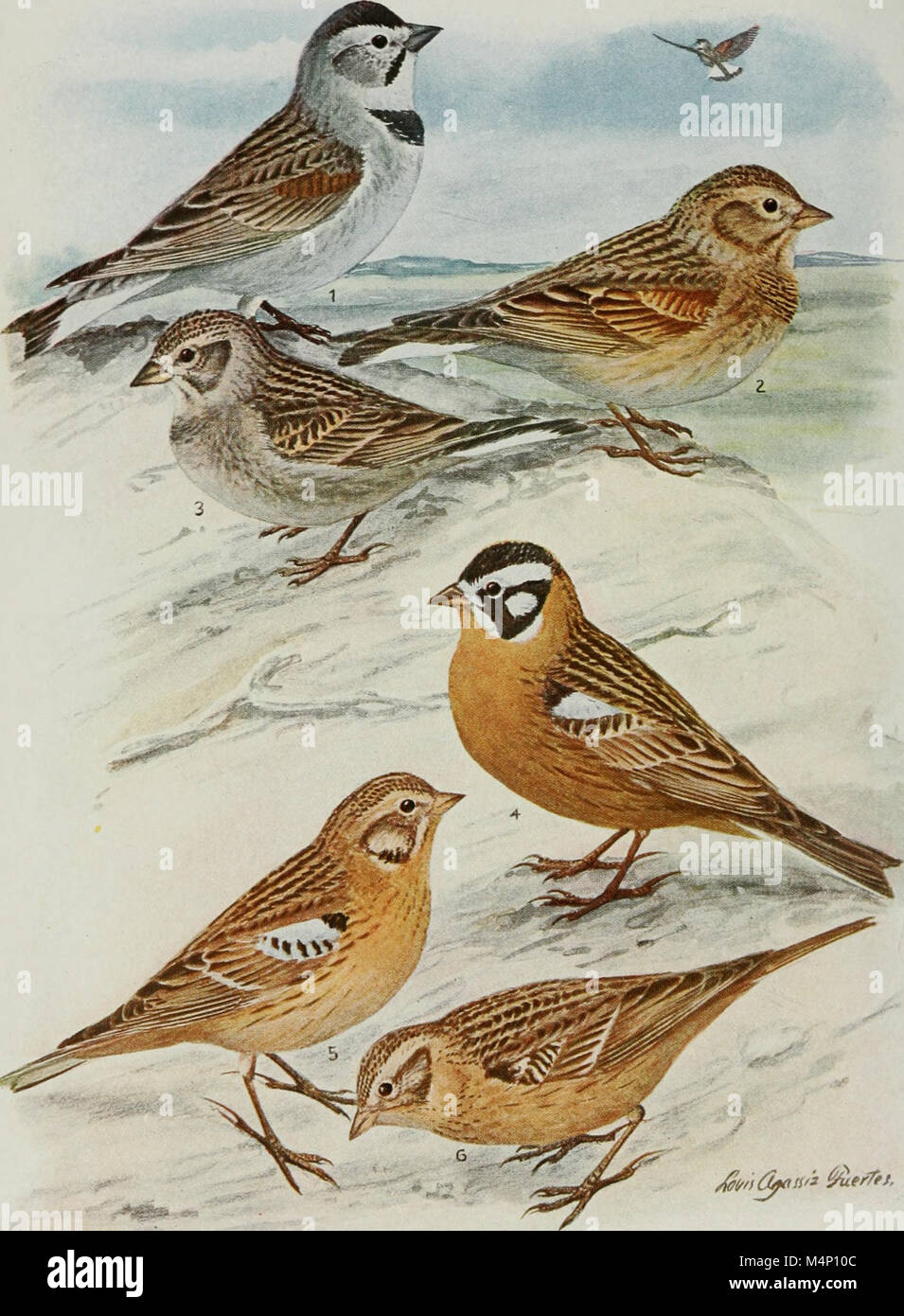 Bird-lore (1911) (14775189803 Stock Photo - Alamy