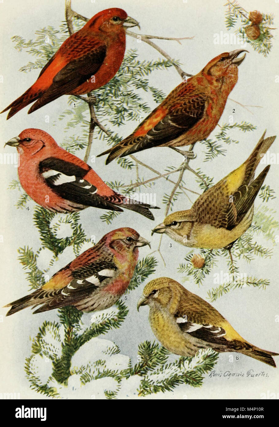 Bird-lore (1912) (14569038469 Stock Photo - Alamy