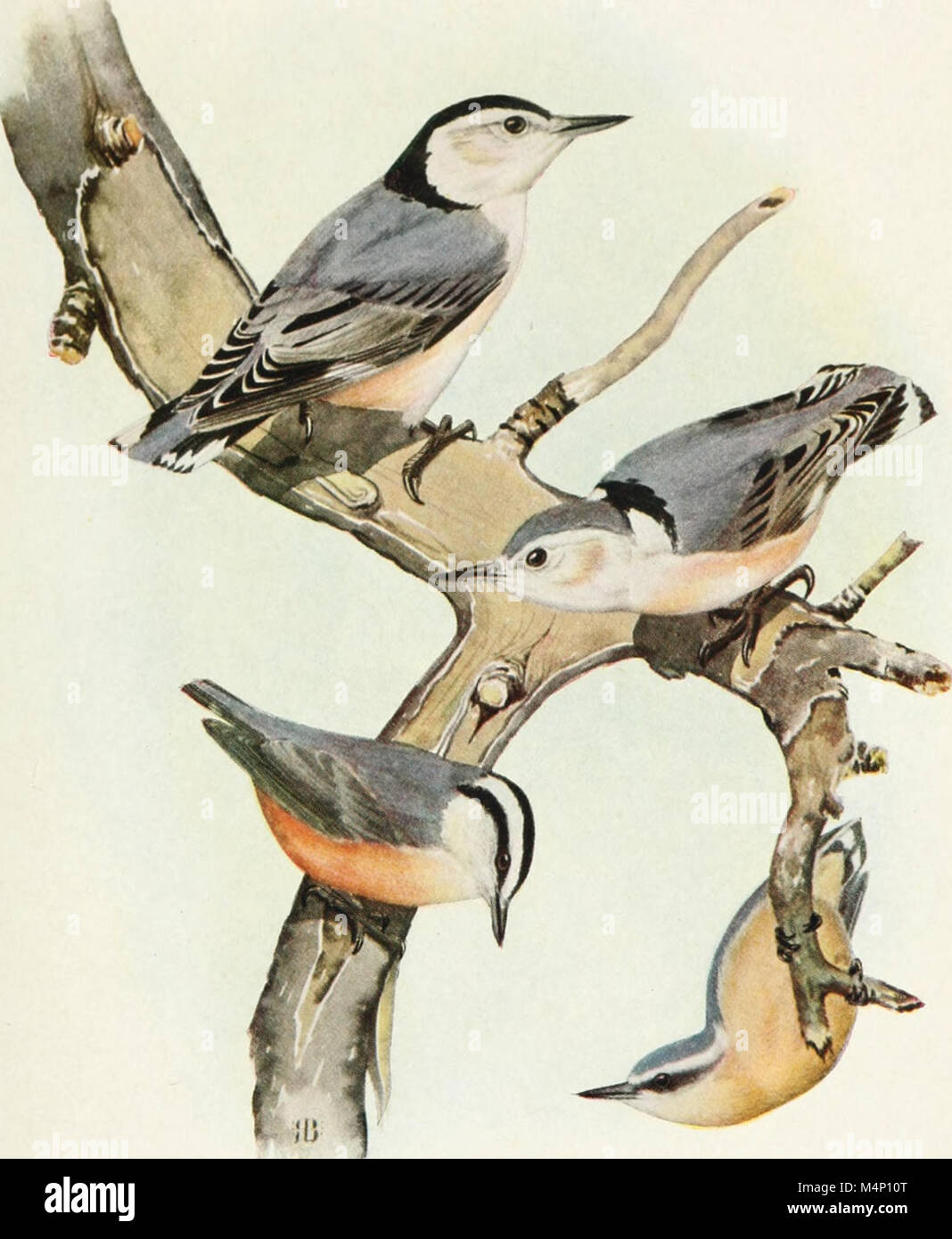 Bird-lore (1912) (14569055330 Stock Photo - Alamy