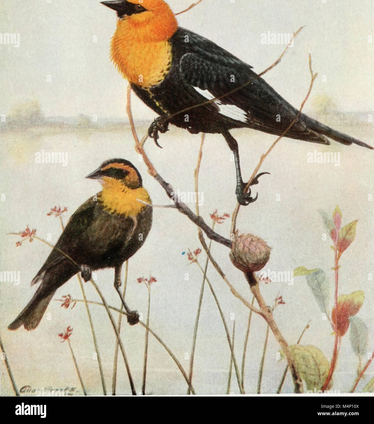 Bird-lore (1912) (14569085398 Stock Photo - Alamy