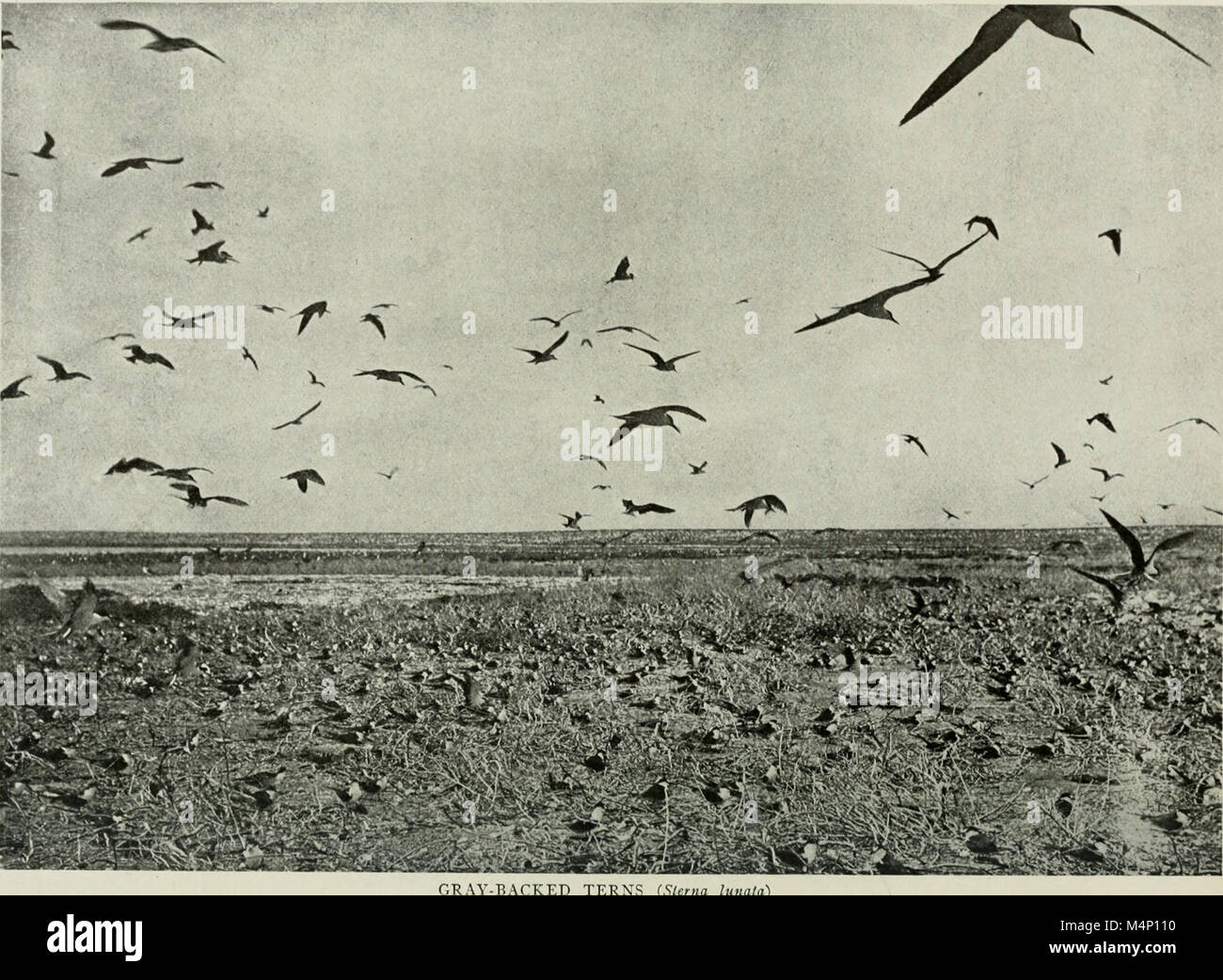 Bird-lore (1912) (14569092748 Stock Photo - Alamy