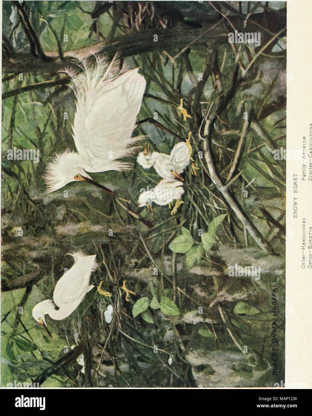 Bird-lore (1912) (14755695755 Stock Photo - Alamy