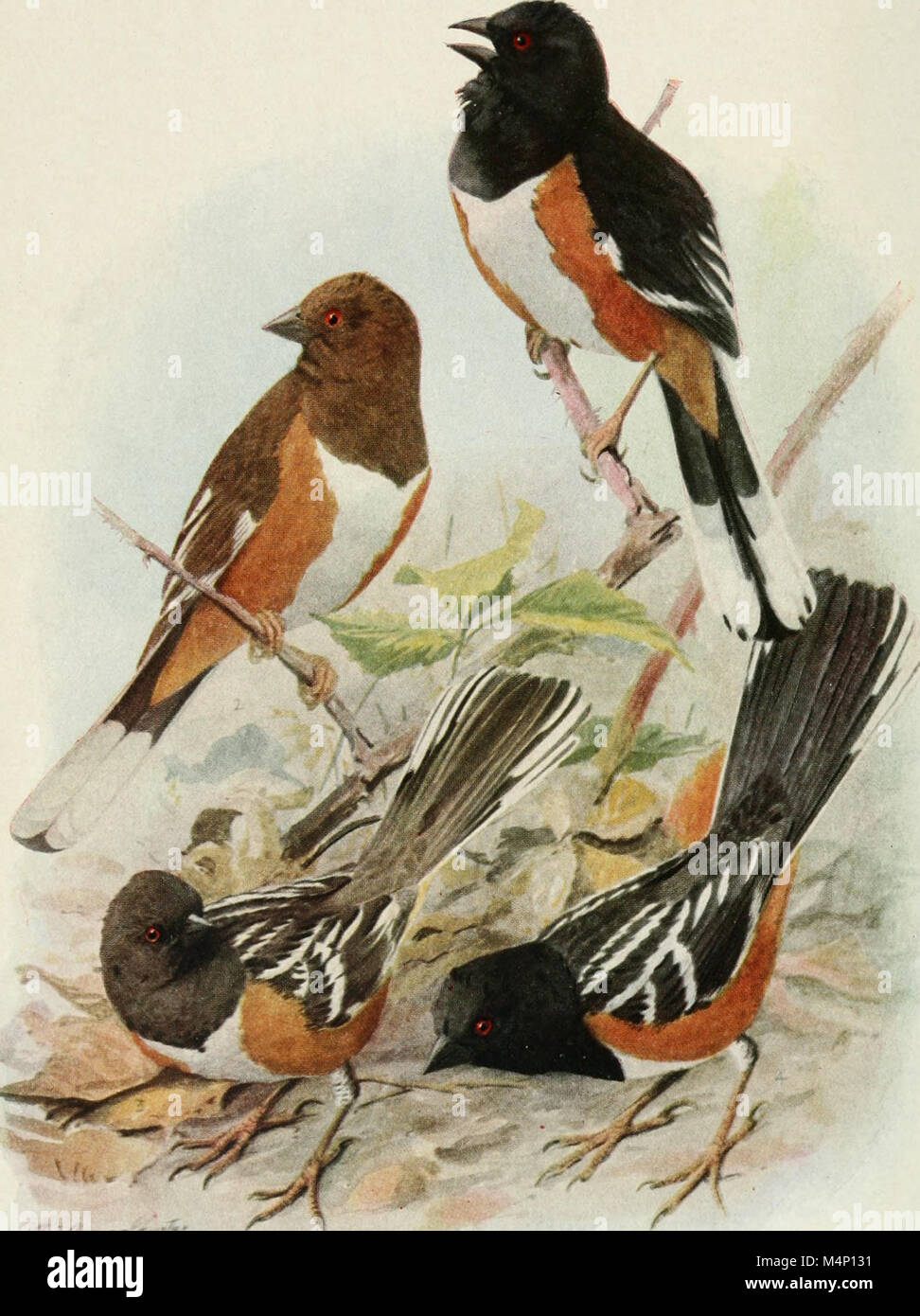 Bird-lore (1912) (14755722485 Stock Photo - Alamy